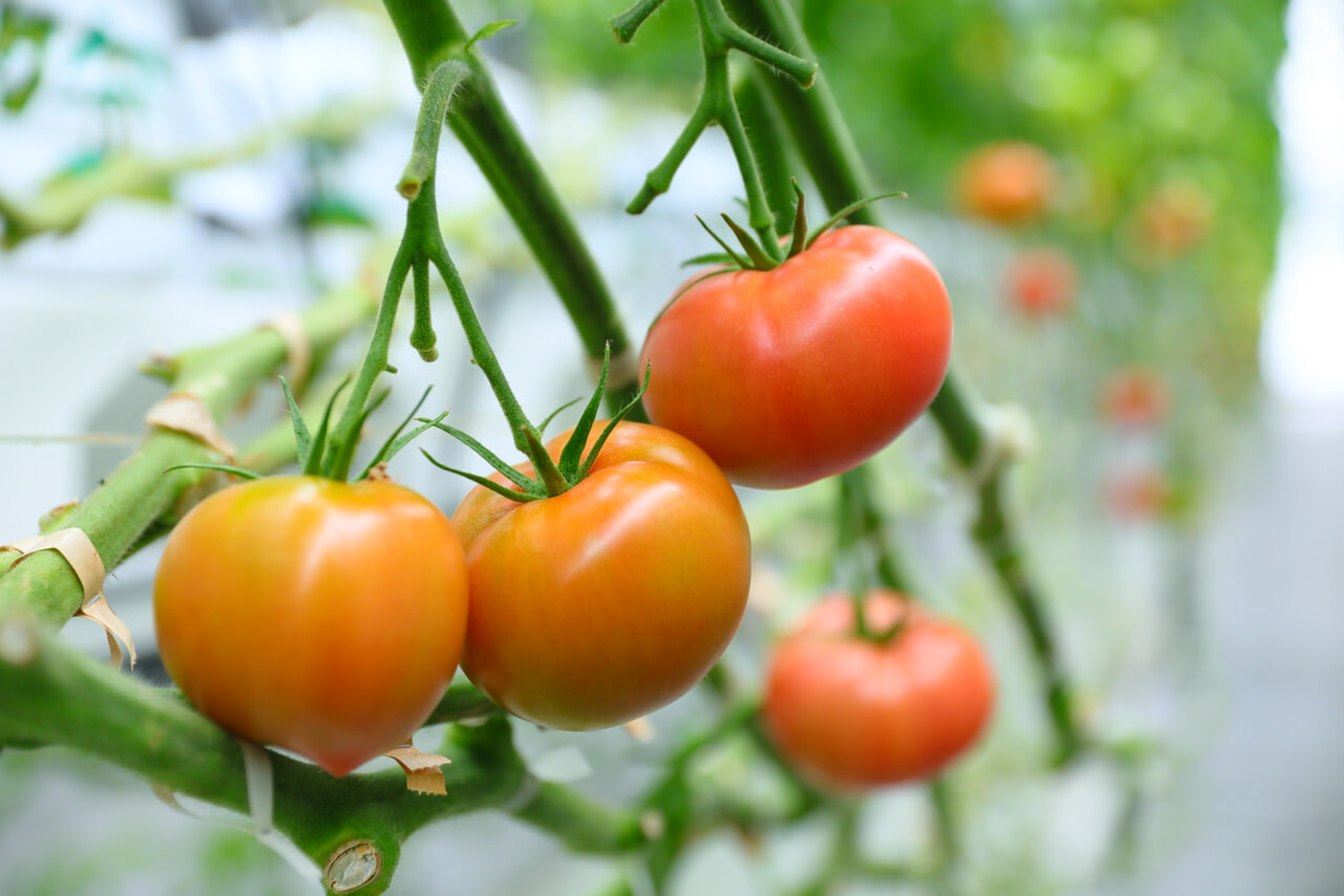 Mr. Hiroshi Otake, a tomato farmer in Toyohashi City, Aichi Prefecture ...