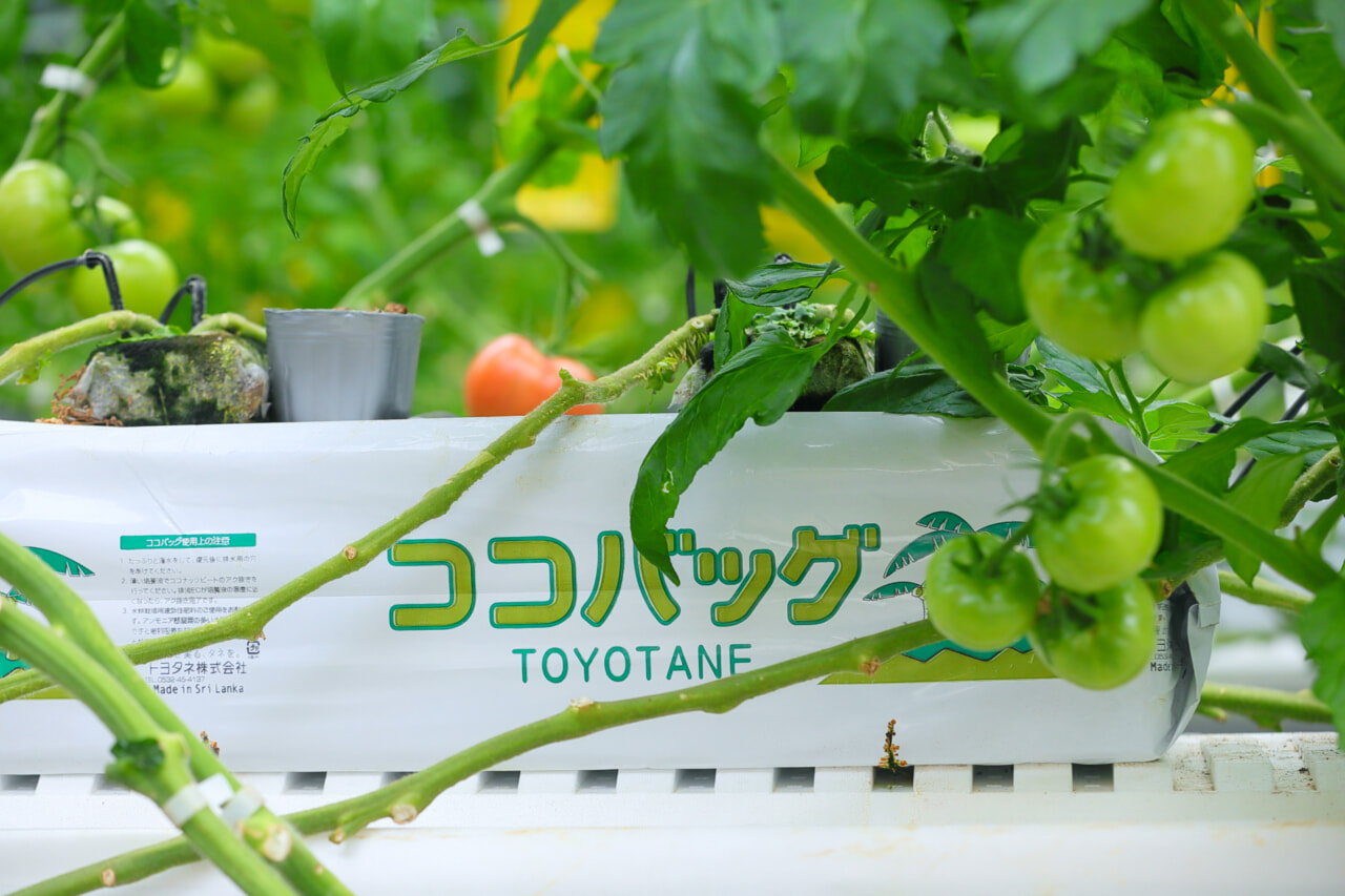 Mr. Hiroshi Otake, a tomato farmer in Toyohashi City, Aichi Prefecture ...
