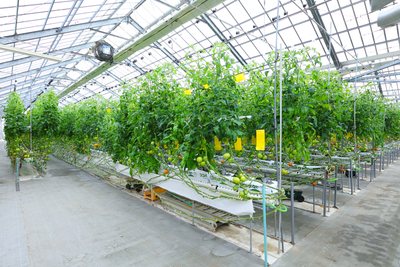 Mr. Hiroshi Otake, a tomato farmer in Toyohashi City, Aichi Prefecture ...