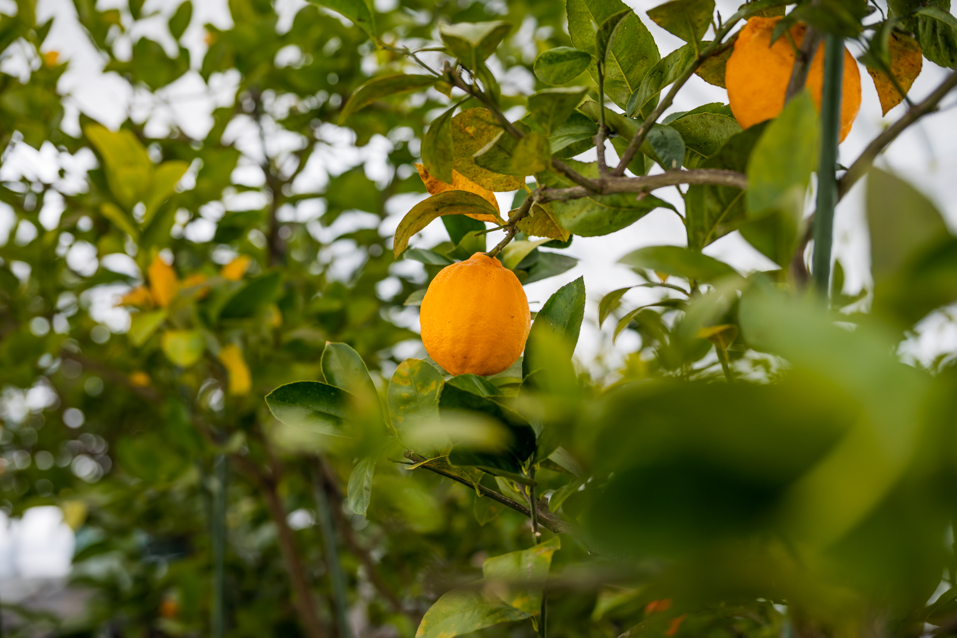 Completely pesticide-free snow lemon whose peel can also be eaten ...