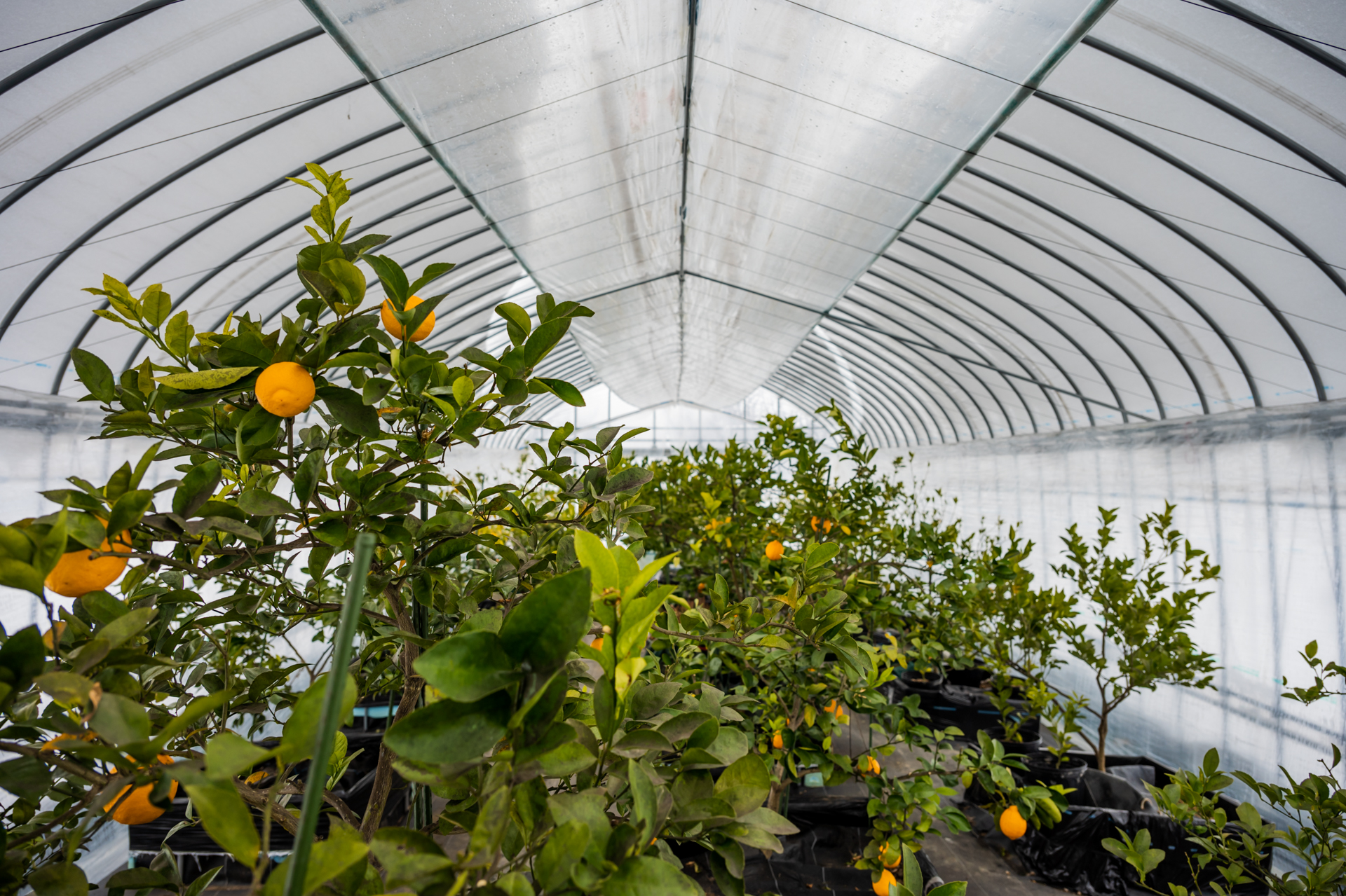 Completely pesticide-free snow lemon whose peel can also be eaten ...