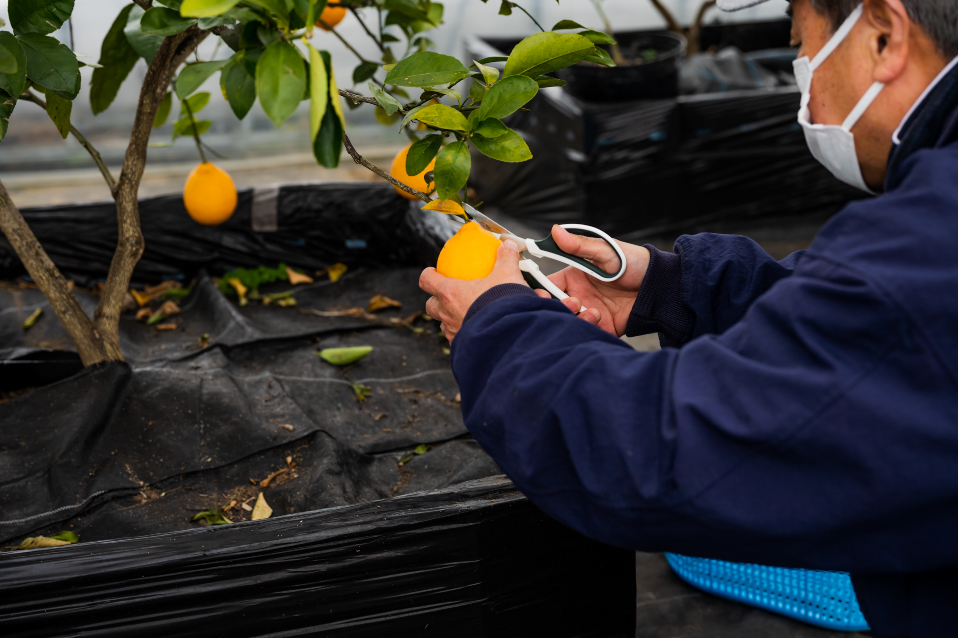 Completely pesticide-free snow lemon whose peel can also be eaten ...