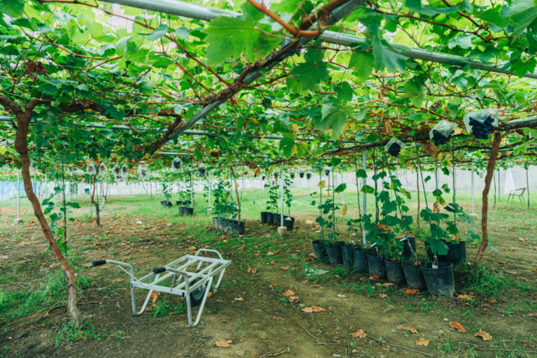 Grapes grown by farmers for farmers. Shimura Grape Research Institute ...