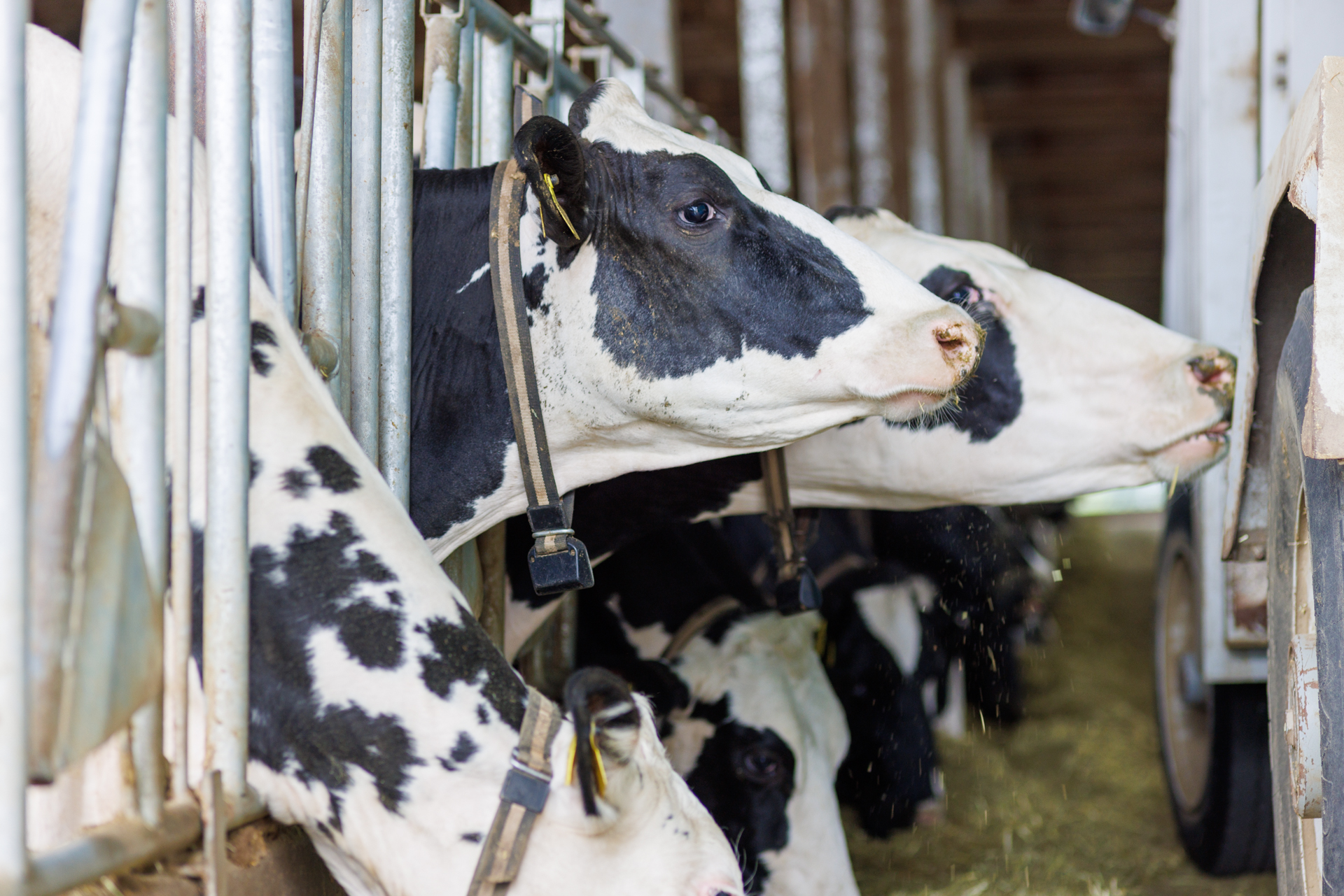 When it comes to raising cows and squeezing milk, we are second to none ...