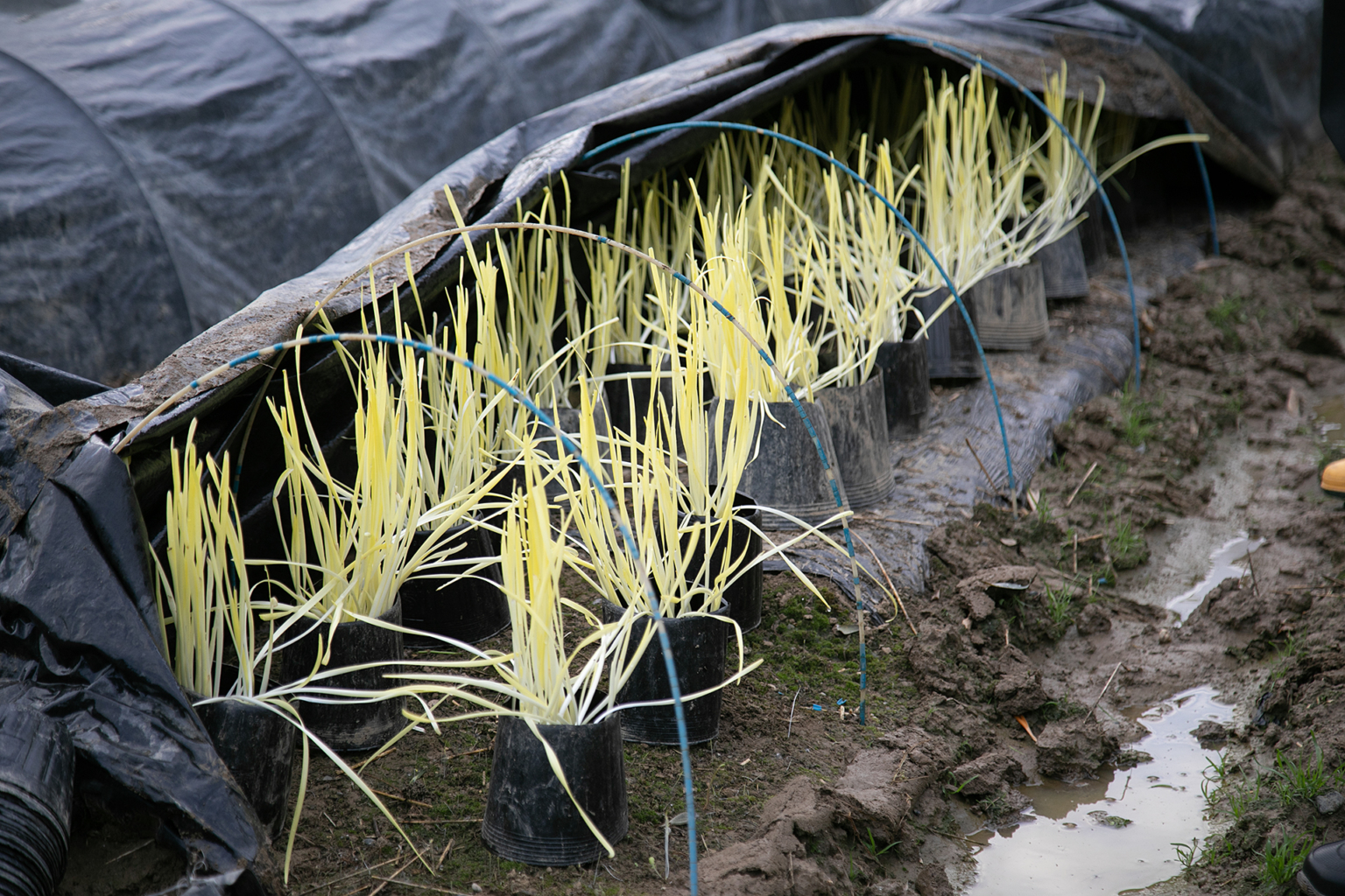 The pursuit of sweetness. Yellow chives grown by Teruyoshi Ueda of ...