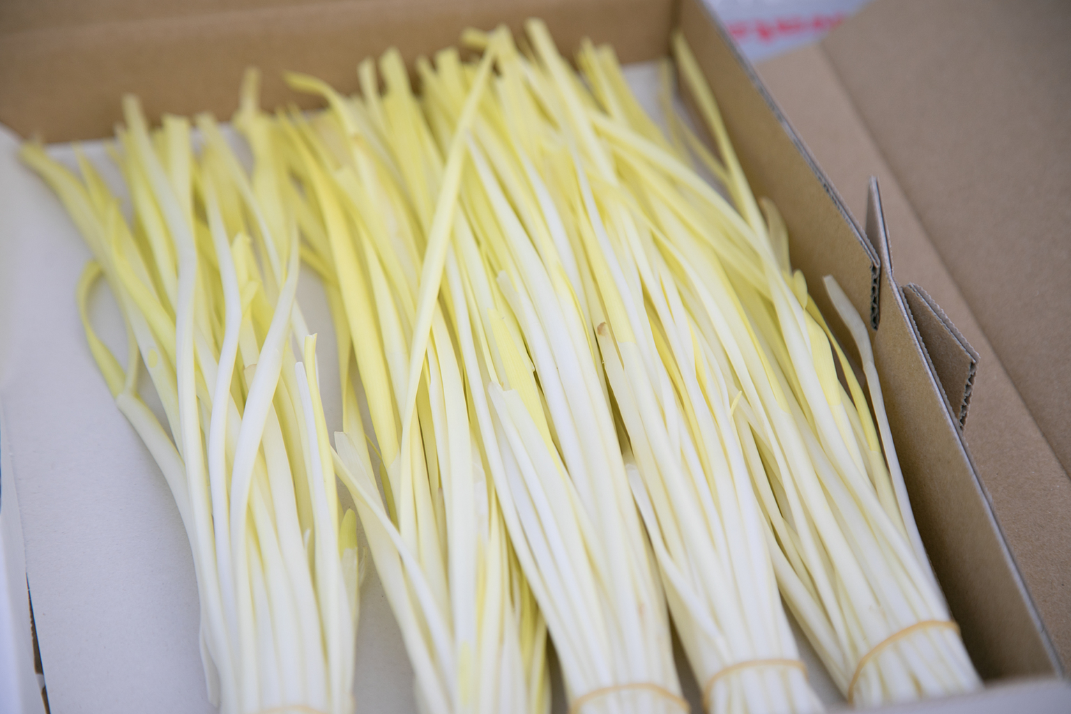 The pursuit of sweetness. Yellow chives grown by Teruyoshi Ueda of ...