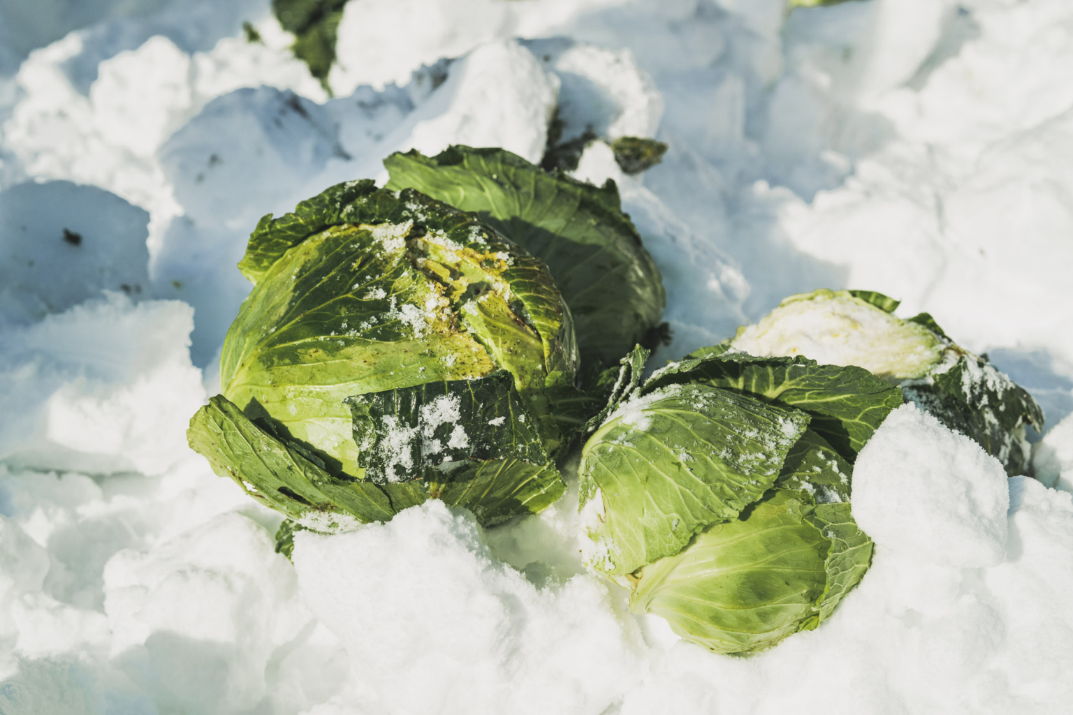 “Yukiwari Cabbage” growing 1.5 meters under snow “Iori Agricultural ...