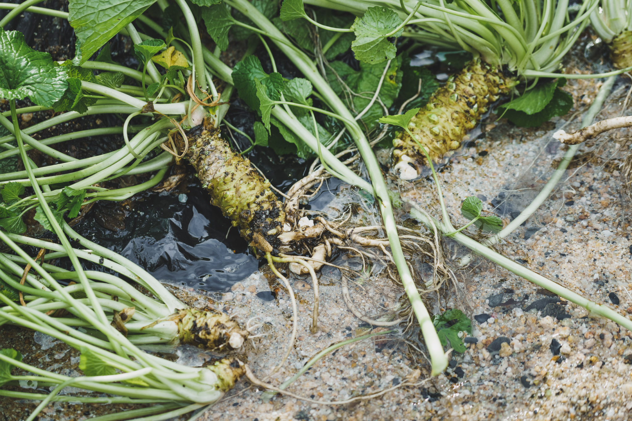 Ms. Yuho Matsumoto, “Wasabi-ya Yu”, immigrated to Azumino in love with ...