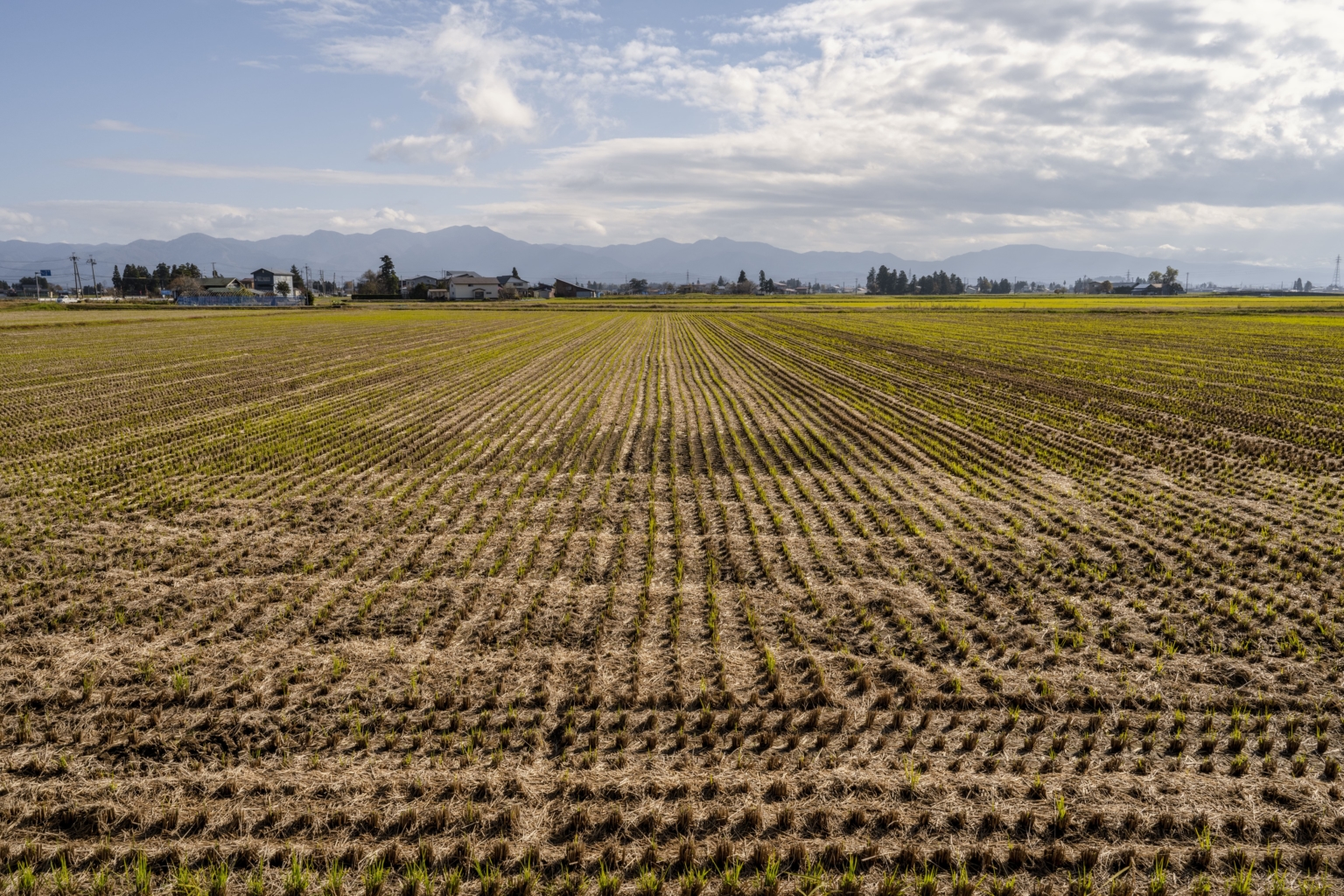 Producing a Rare and Legendary Rice, the Pride of Okayama “Yamazaki ...